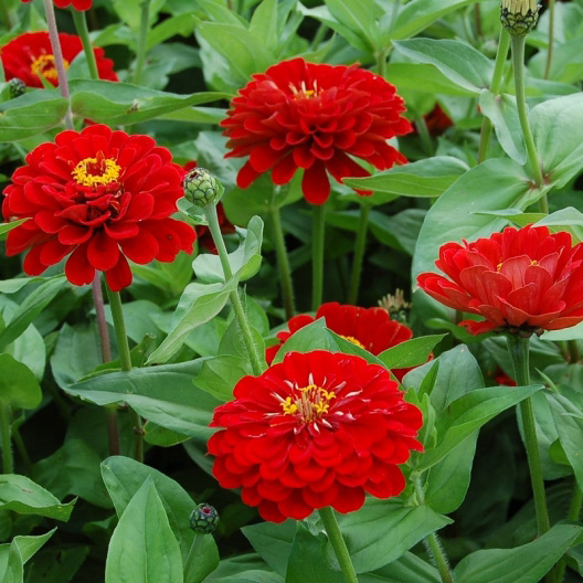 Cveće Cinija elegans - crvena - Zinnia elegans 5973 Slika 3: Cveće ...